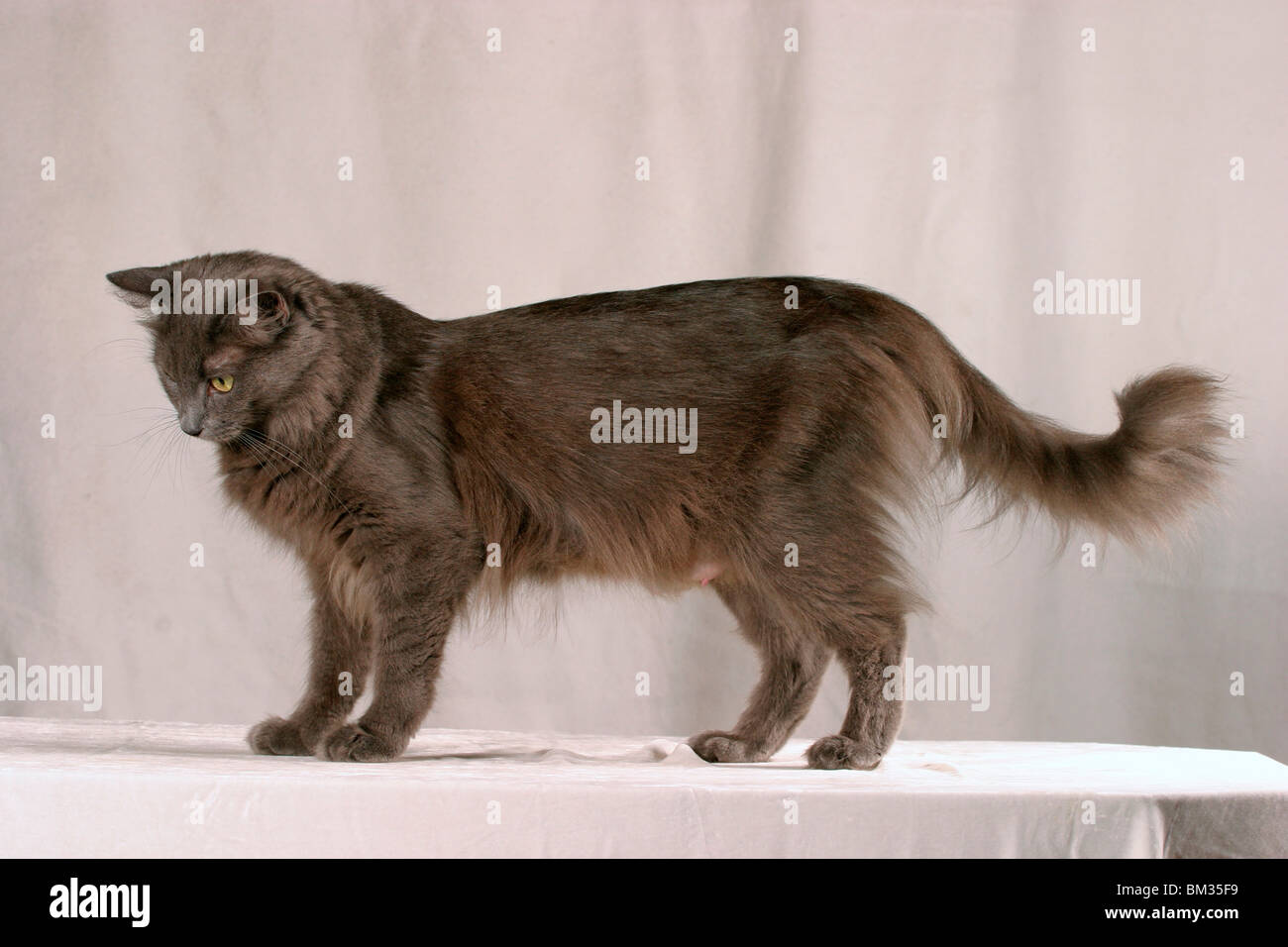 Nebelung hi-res stock photography and images - Alamy