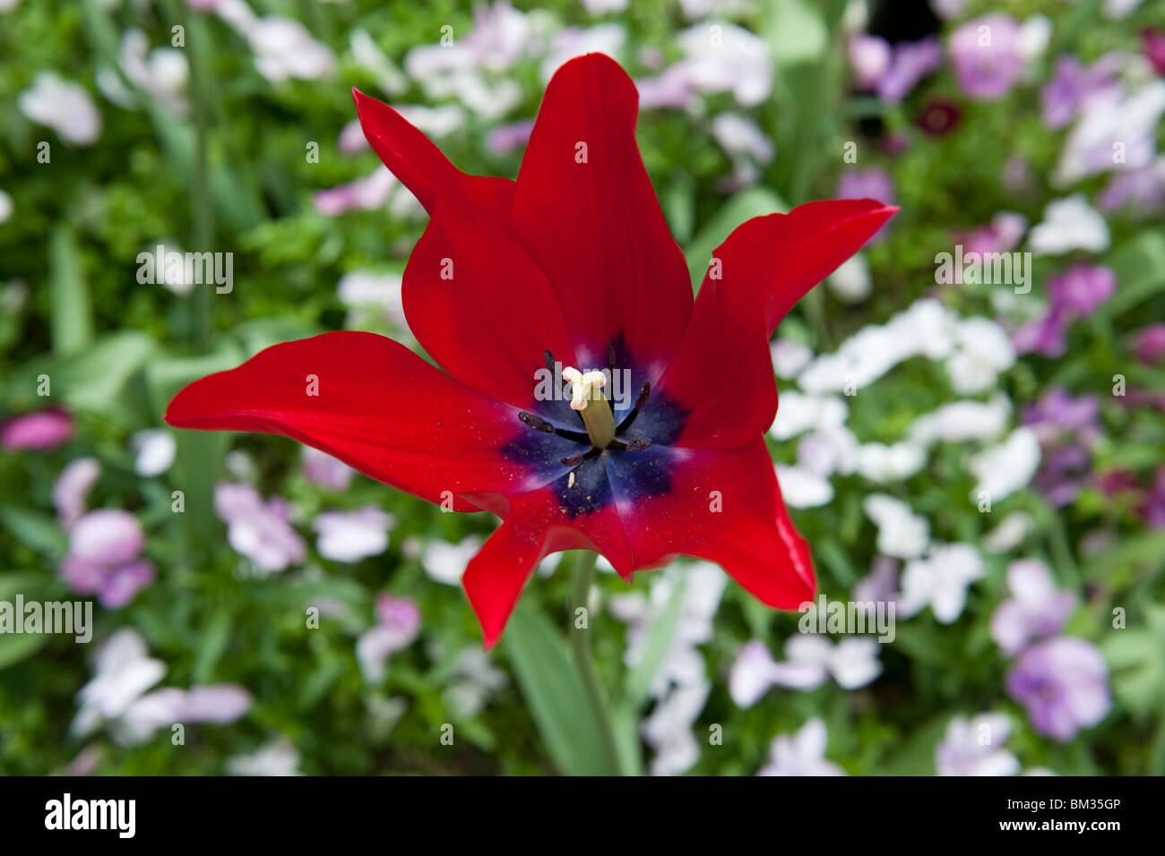 Red Tulip - 1 Stock Photo - Alamy