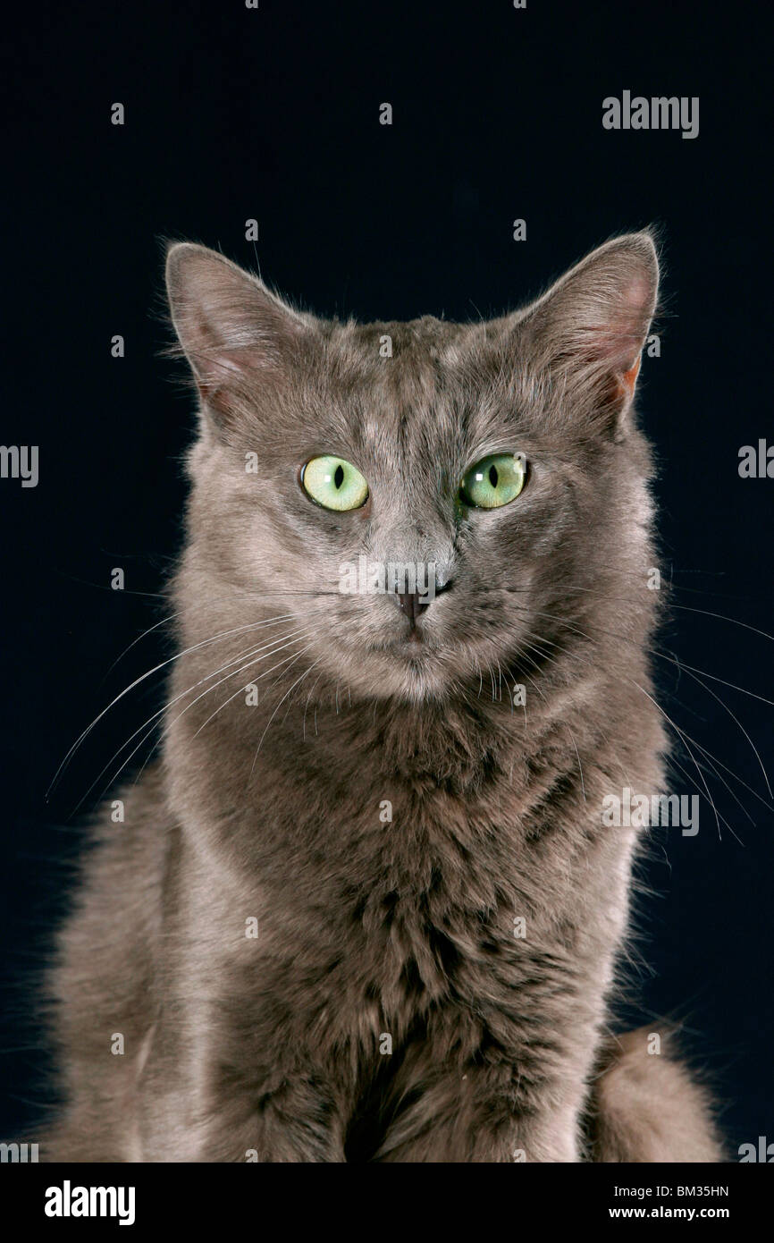 Nebelungkatze hi-res stock photography and images - Alamy