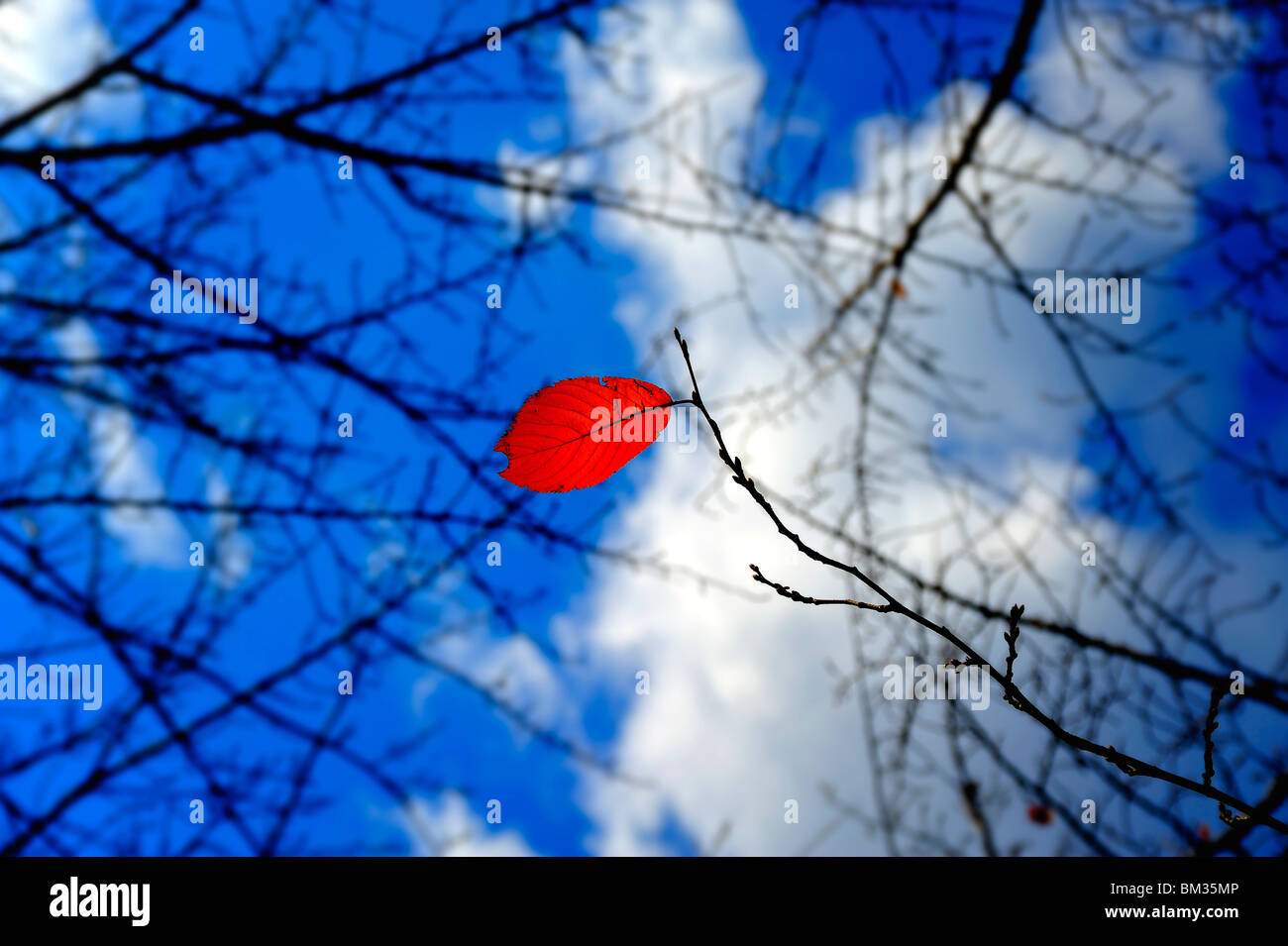 Last leaf on tree Stock Photo - Alamy