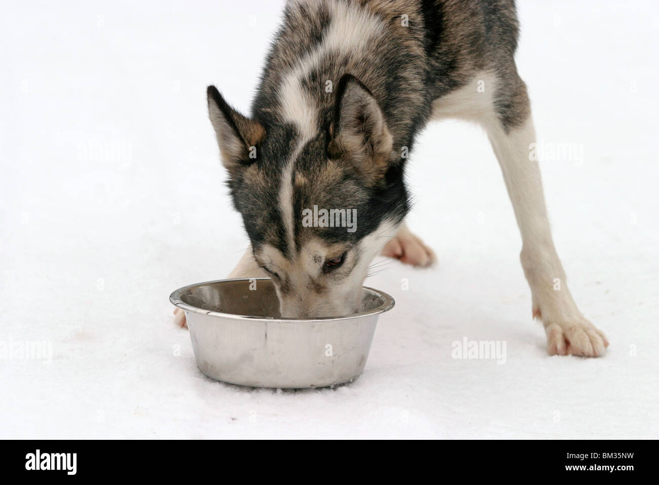 Hund futternapf hi-res stock photography and images - Alamy