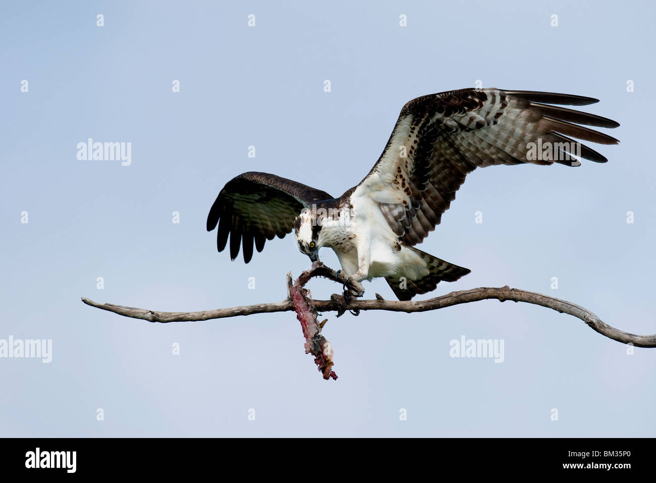 Osprey eating a large fish in a tree Stock Photo - Alamy