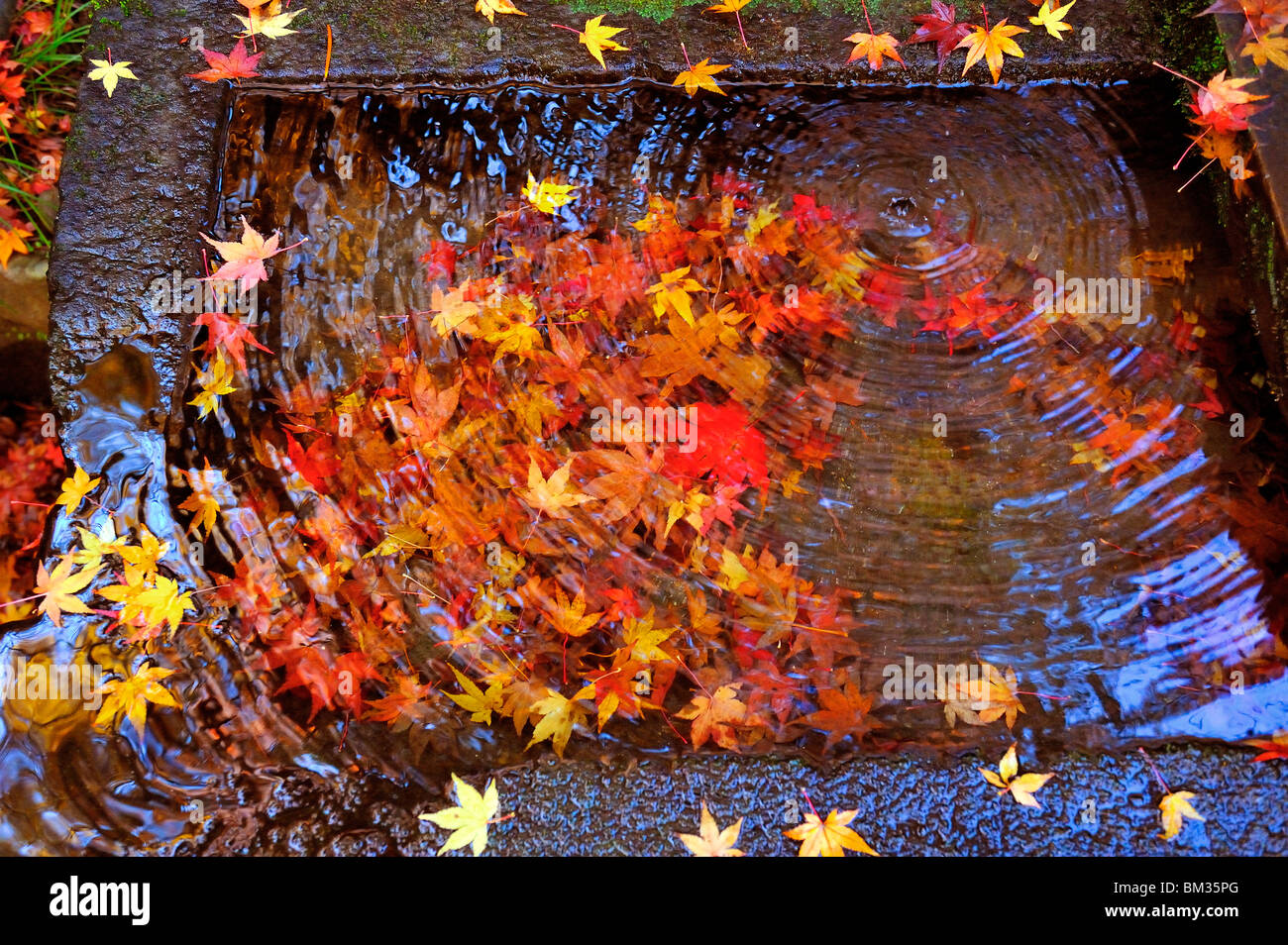 Japanese maple tree leaves in basin Stock Photo - Alamy
