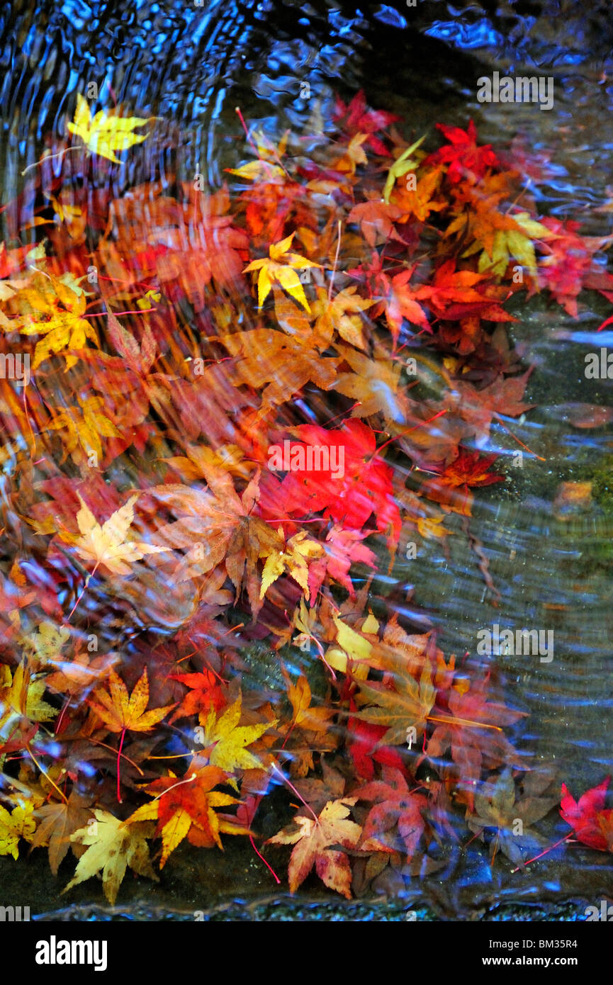 Japanese maple tree leaves in basin Stock Photo - Alamy