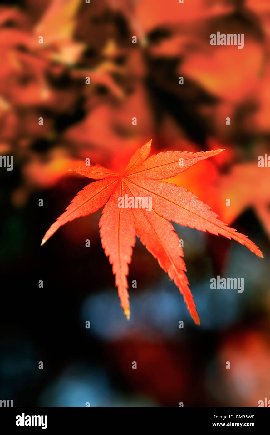Red maple leaf closeups hi-res stock photography and images - Alamy