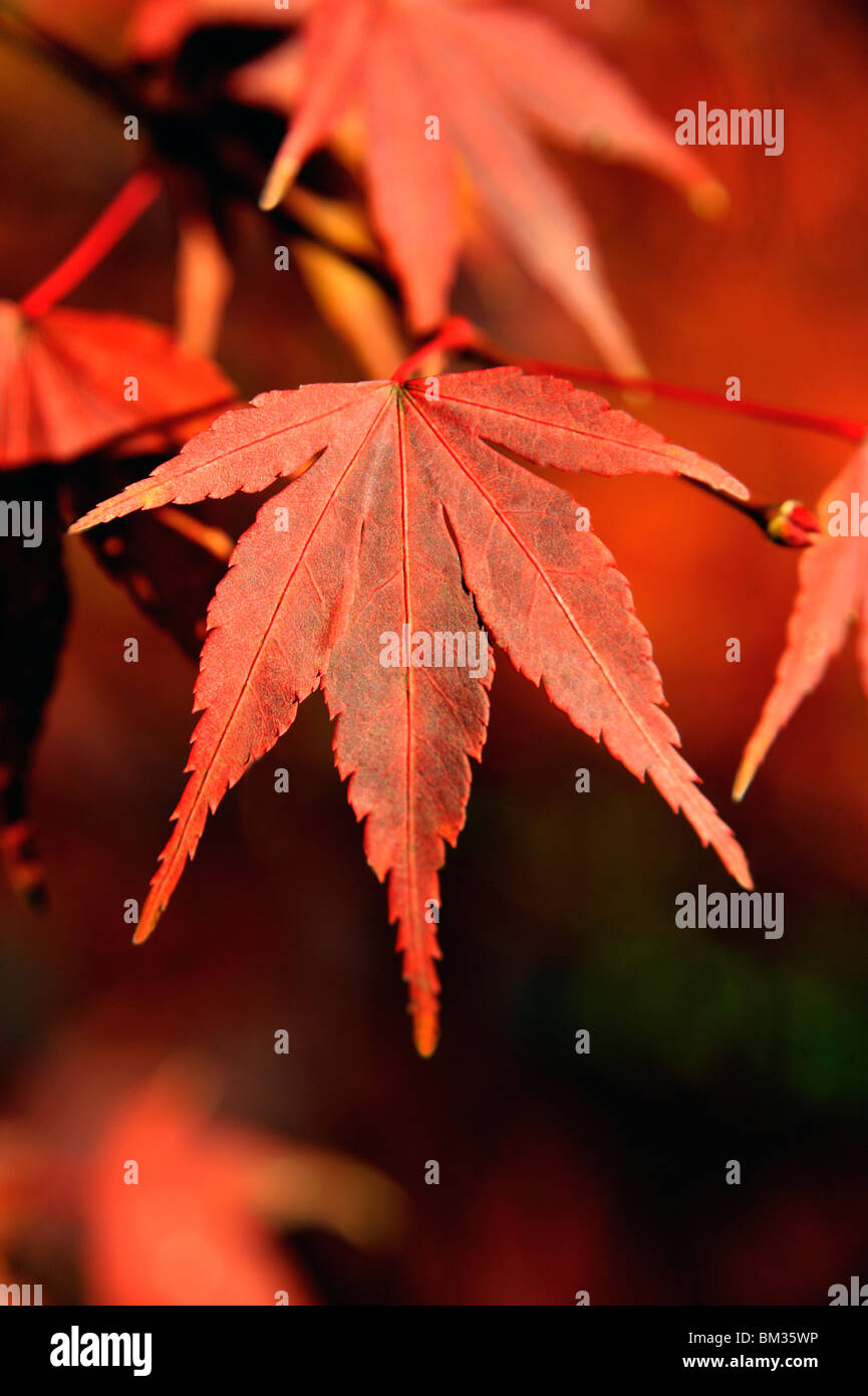 Close-up of maple leaf Stock Photo - Alamy