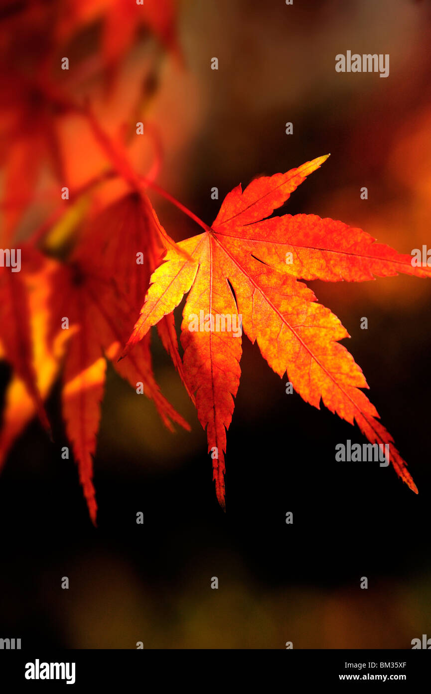 Red maple leaf closeups hi-res stock photography and images - Alamy
