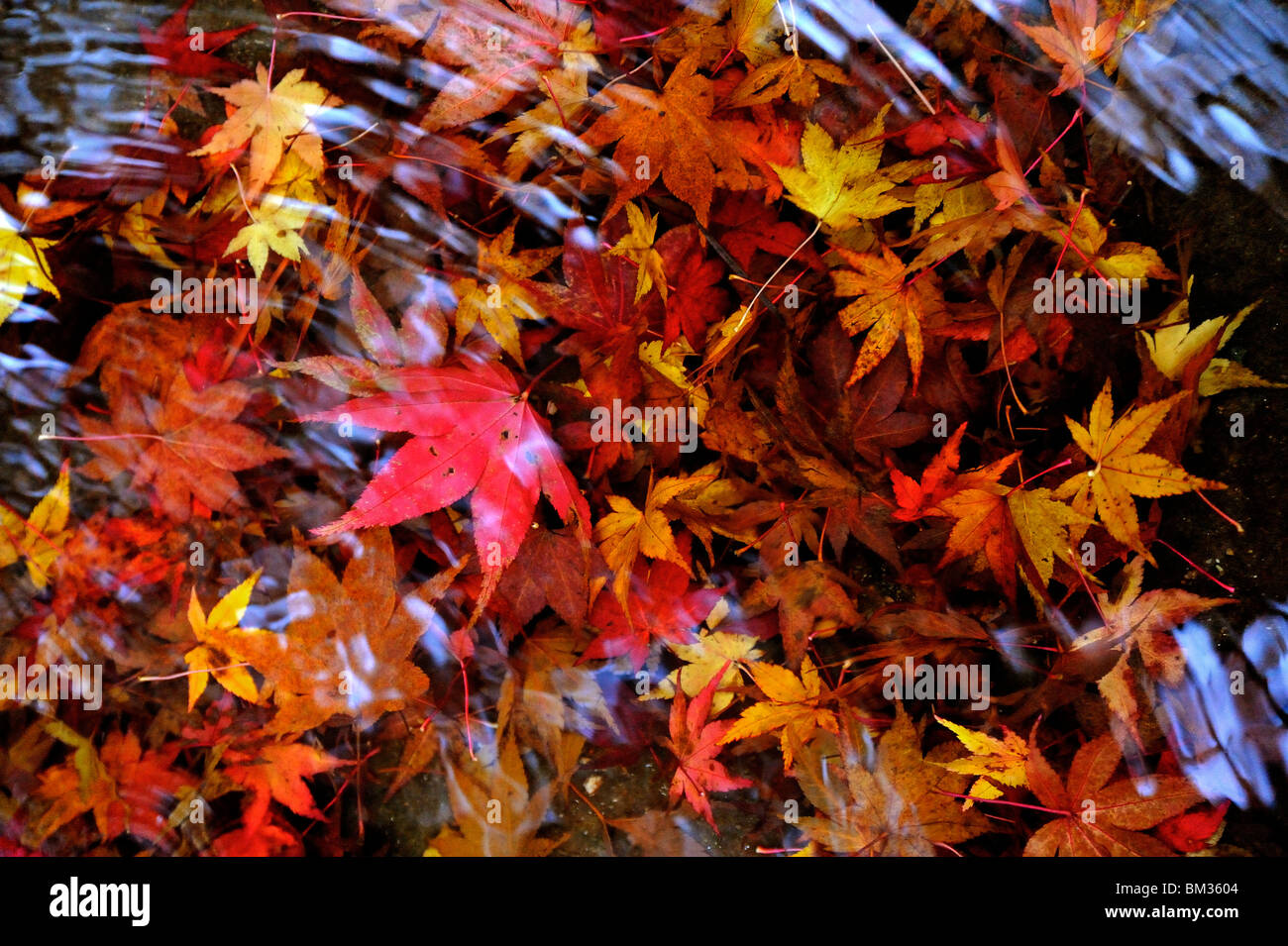 Japanese maple tree leaves in basin Stock Photo - Alamy