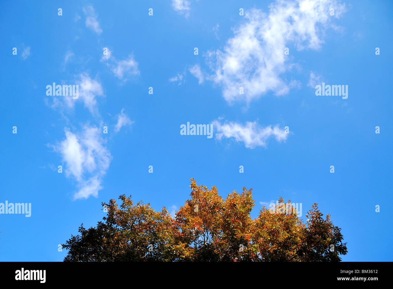 Tree and sky Stock Photo - Alamy