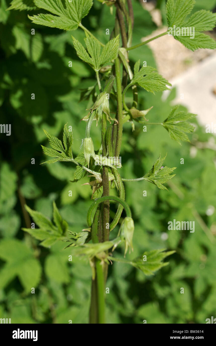 Britain green shoots recovery hi-res stock photography and images - Alamy