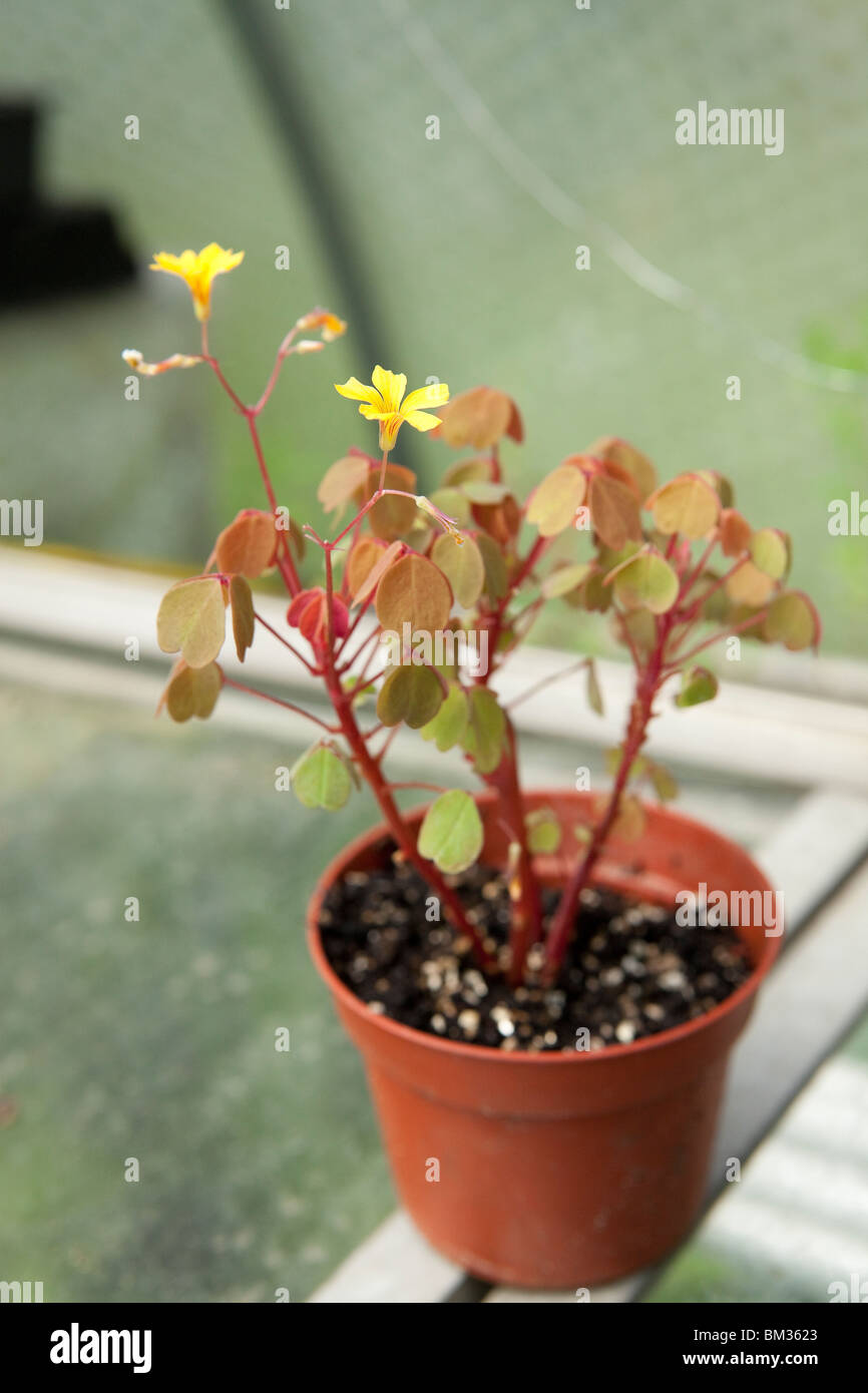 Oxalis plant close up Stock Photo - Alamy