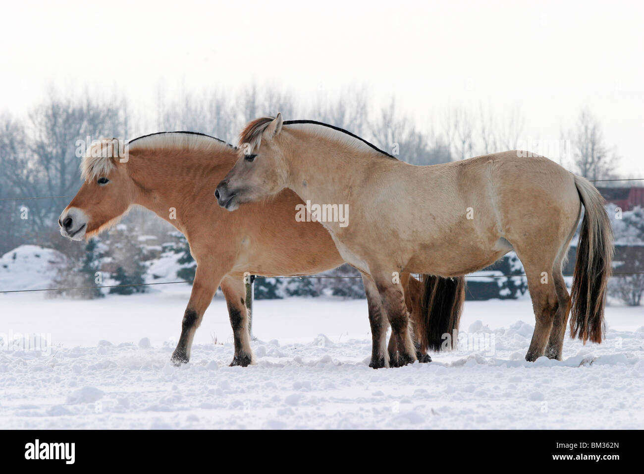 Fjordpferde hi-res stock photography and images - Alamy