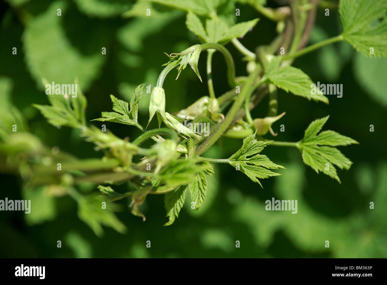 Spiralling fresh green shoots of plant growing Stock Photo - Alamy