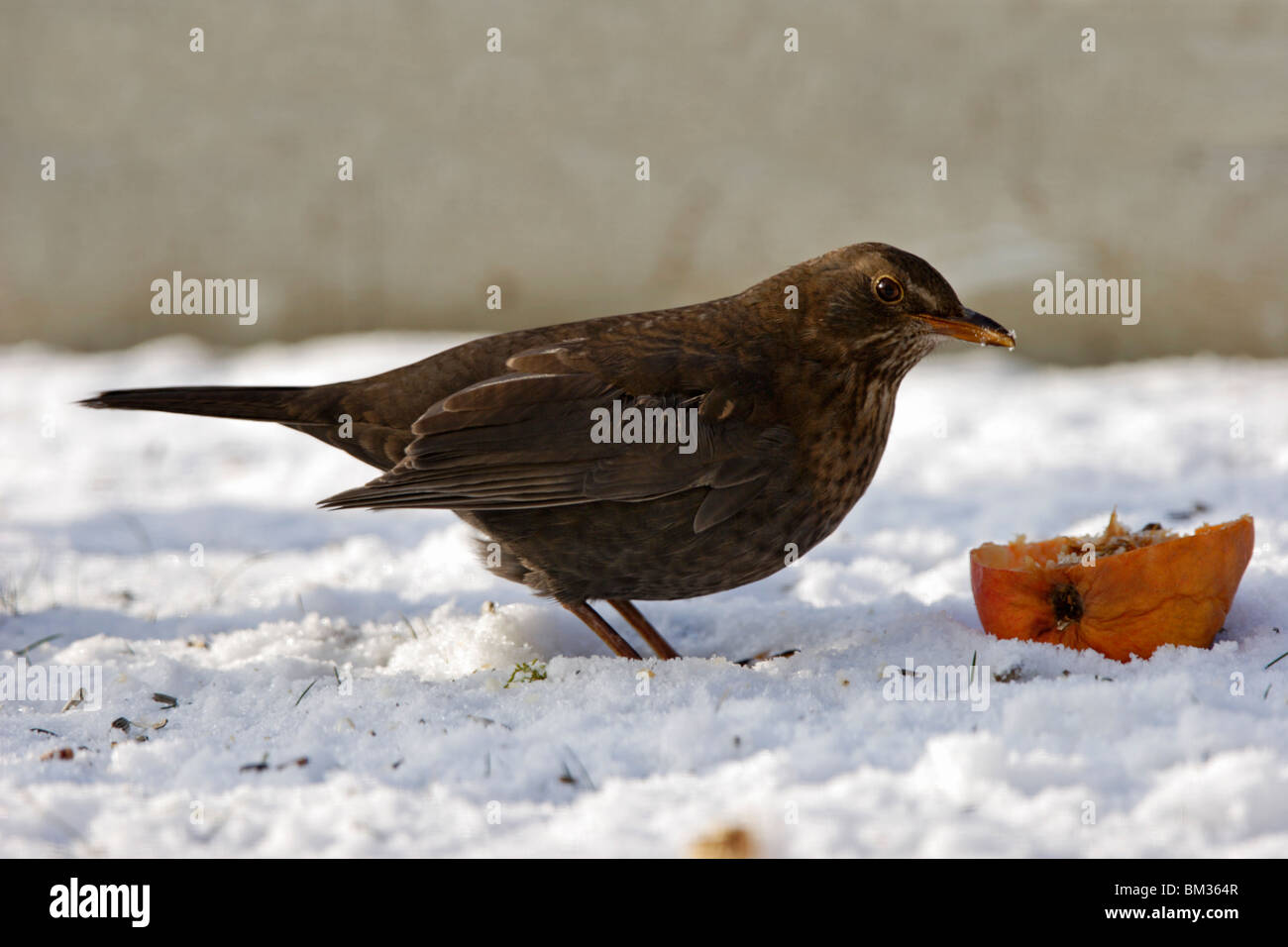 Amsel turdus merula turdidae hi-res stock photography and images - Alamy