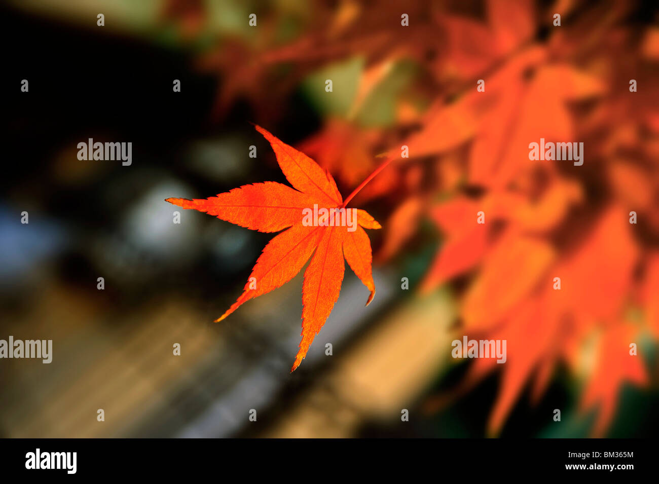 Red maple leaf closeups hi-res stock photography and images - Alamy
