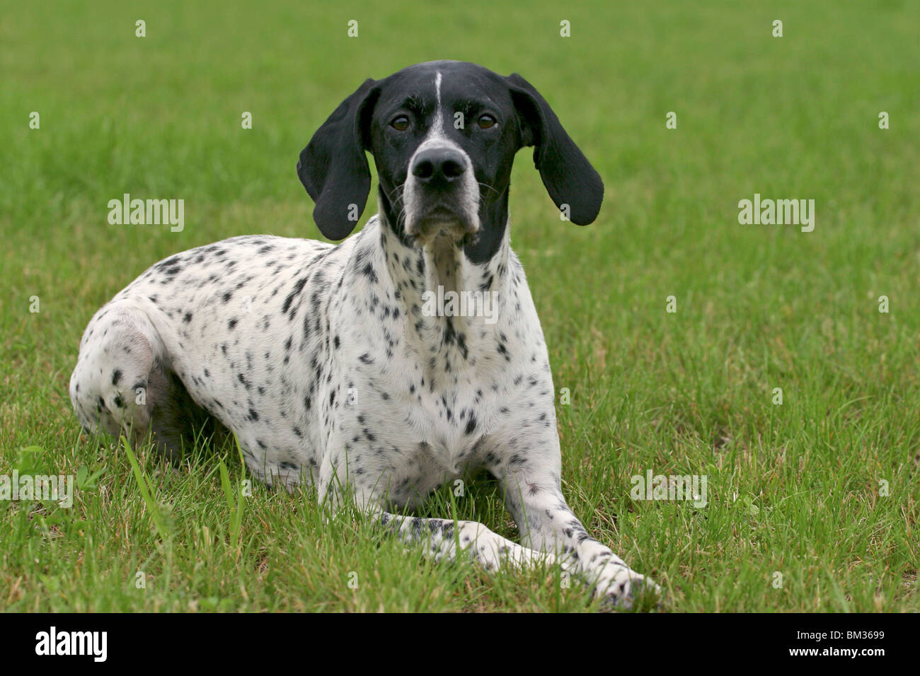 liegender / lying Pointer Stock Photo - Alamy
