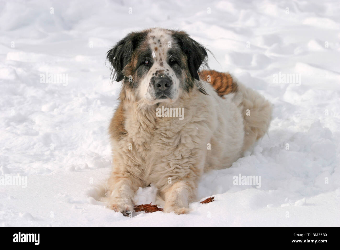Moskauer wachhund moscow watchdog hi-res stock photography and images ...