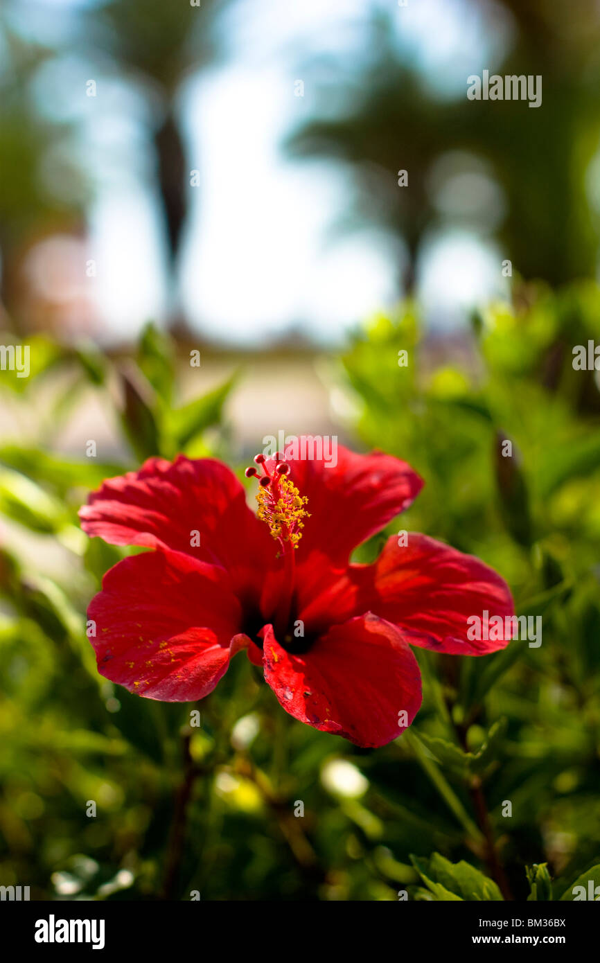 Hibiscus flower (Hibiscus Rosa-Sinensis), Alanya, Turkey Stock Photo ...