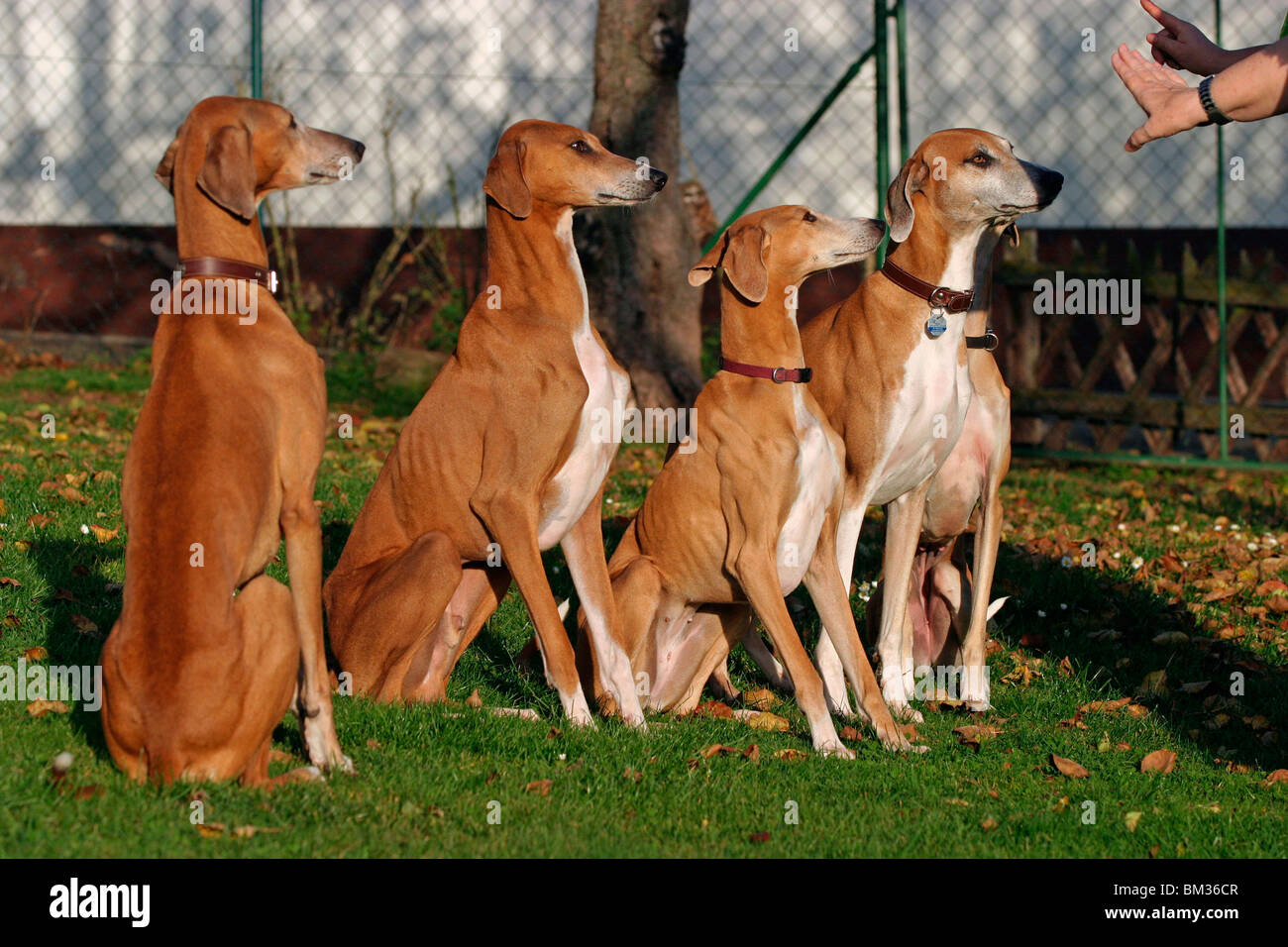 Azawakhs hi-res stock photography and images - Alamy