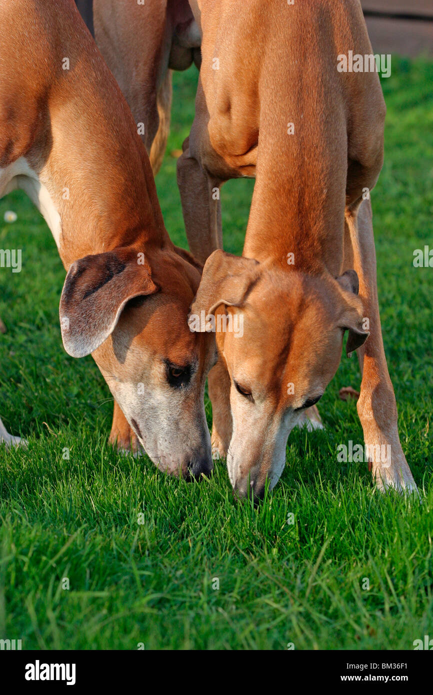 Azawakhs hi-res stock photography and images - Alamy