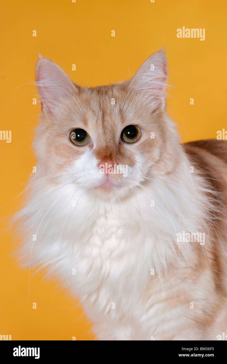 Angorakatze hi-res stock photography and images - Alamy