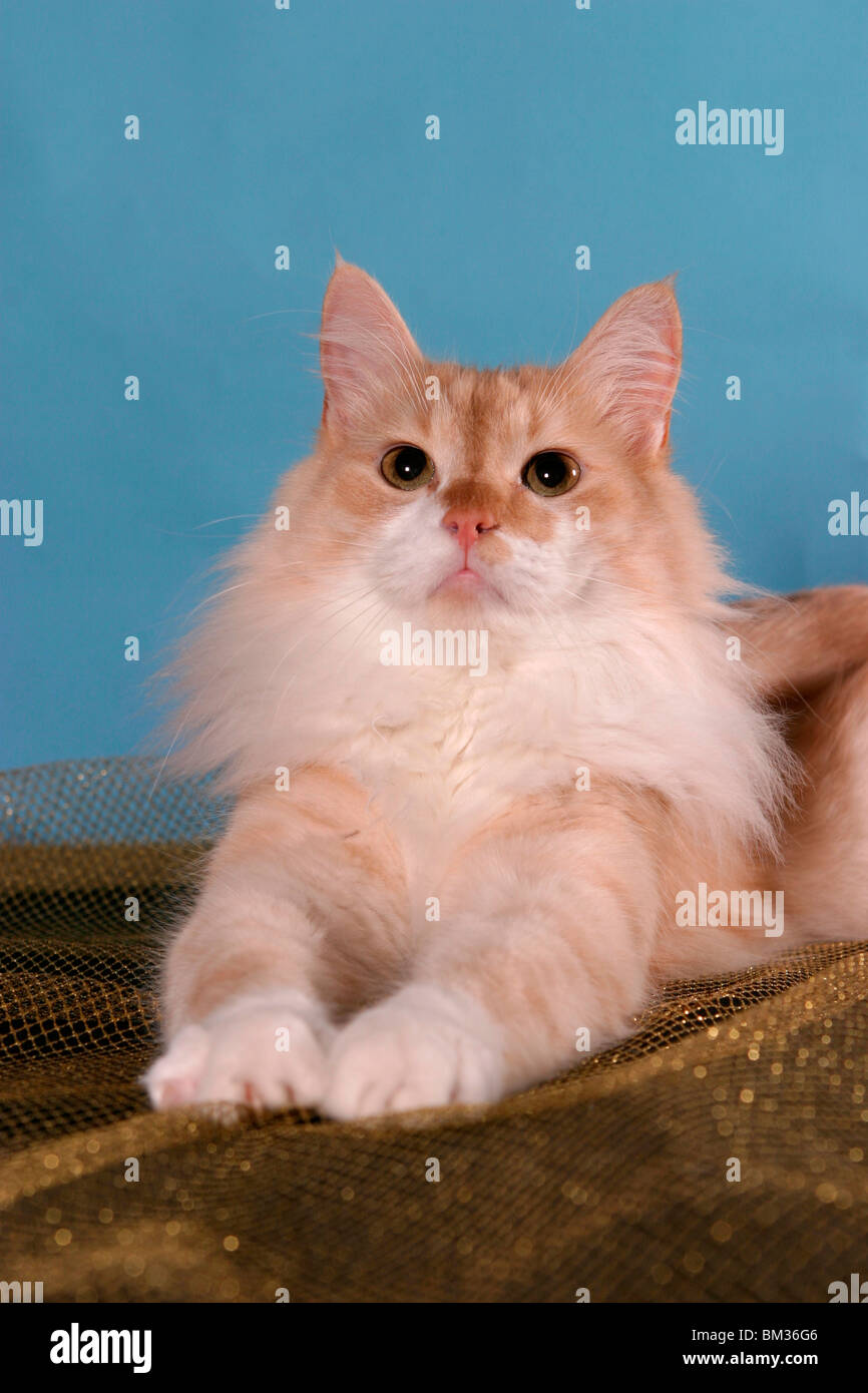 Angora katze hi-res stock photography and images - Alamy
