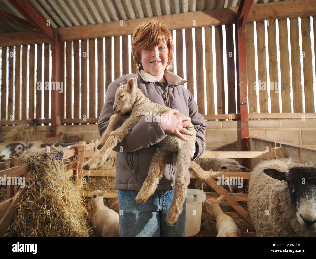 Image of one lamb hi-res stock photography and images - Alamy
