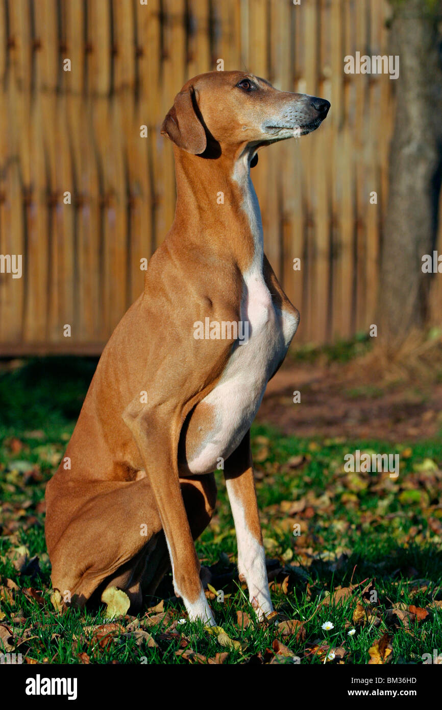 Dog dogs azawakh azawakhs hi-res stock photography and images - Alamy
