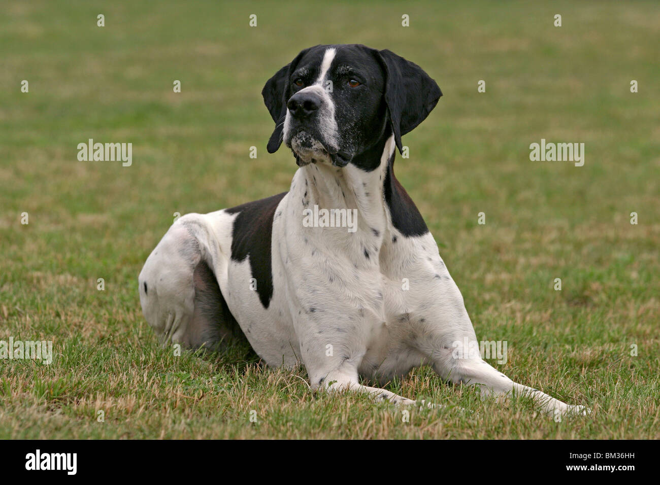 liegender / lying Pointer Stock Photo - Alamy