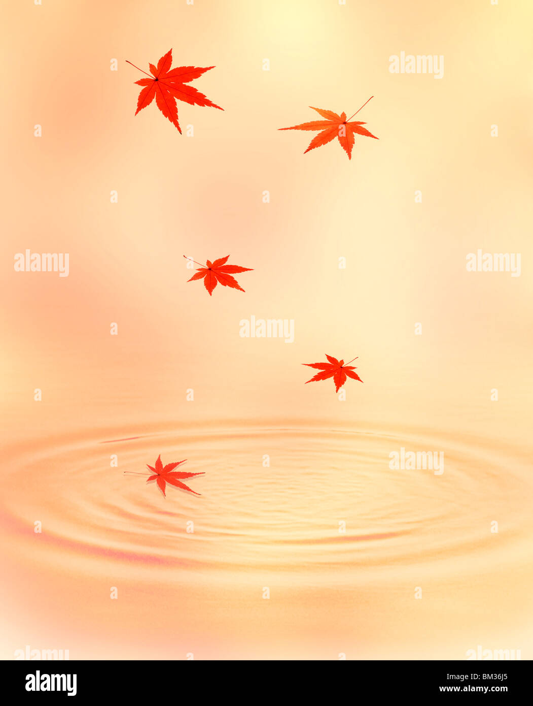 Maple leaves falling over water Stock Photo - Alamy