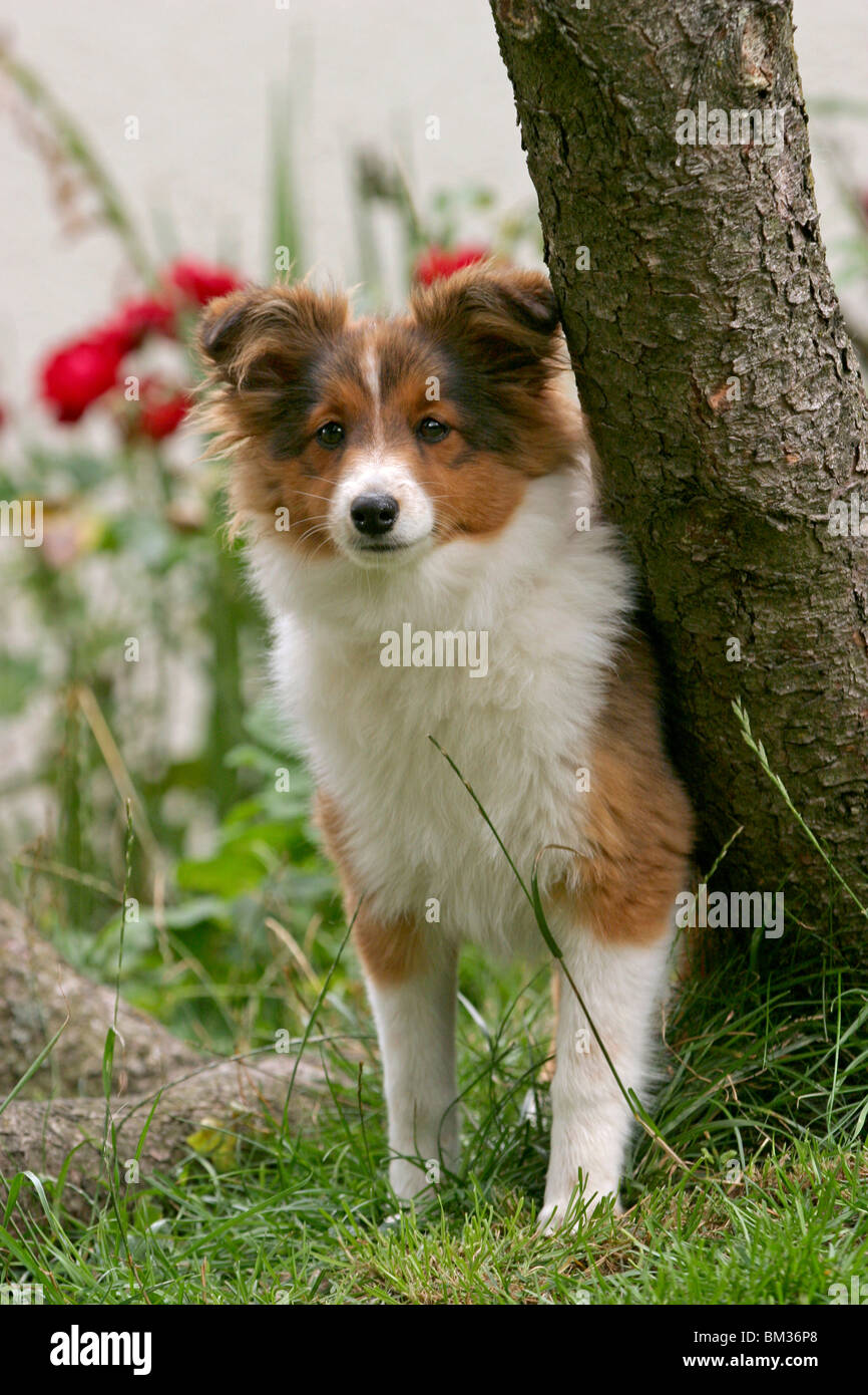 sable Sheltie am Baum / young Shetland Sheepdog Stock Photo - Alamy