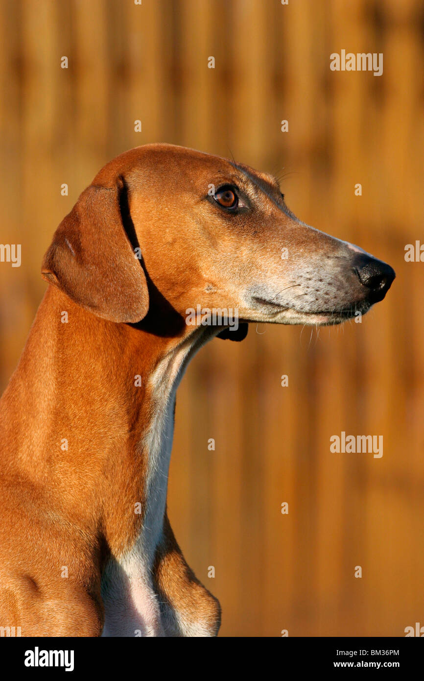 Dog Dogs Azawakh Azawakhs High Resolution Stock Photography and Images ...