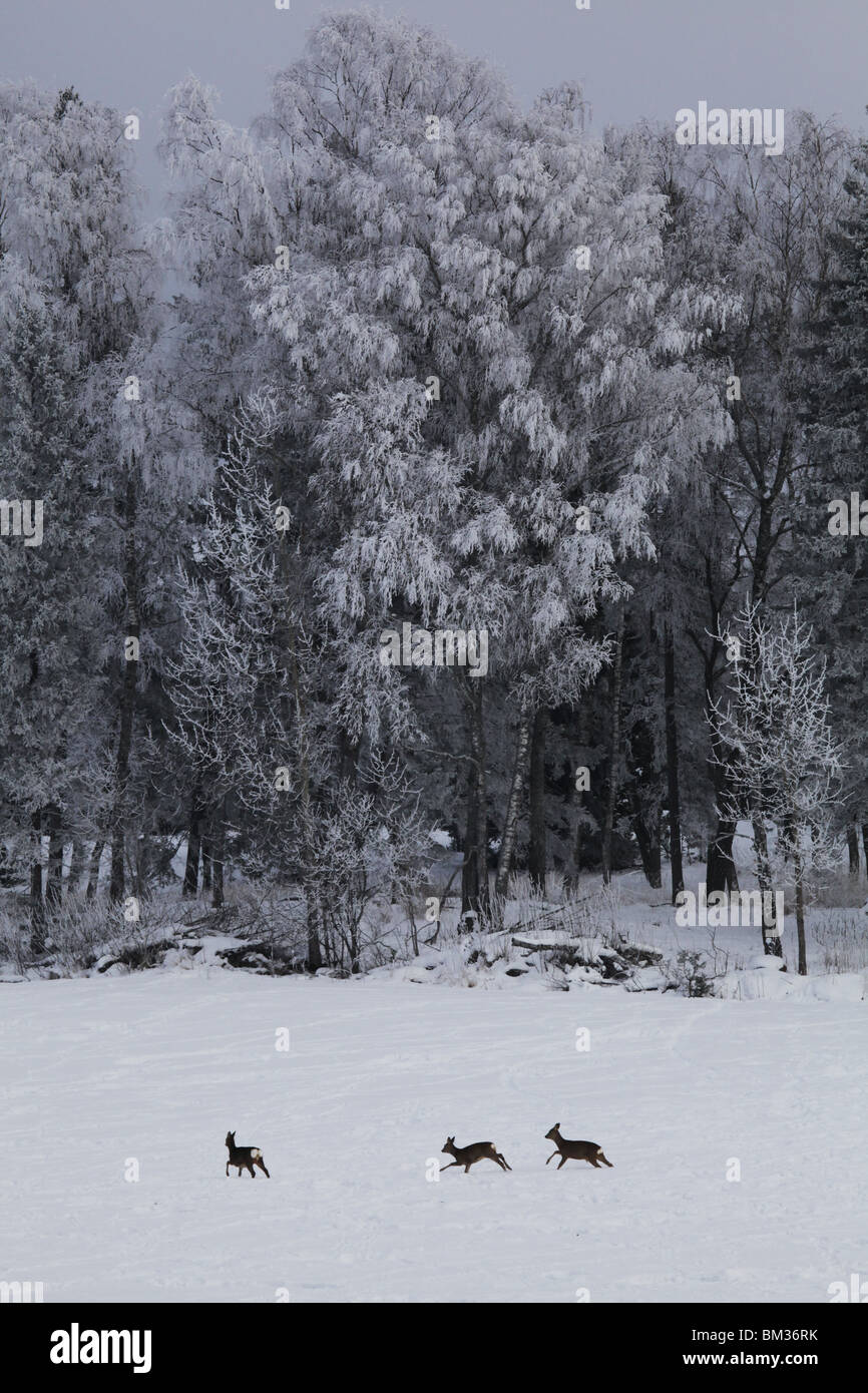 Roe trees hi-res stock photography and images - Alamy