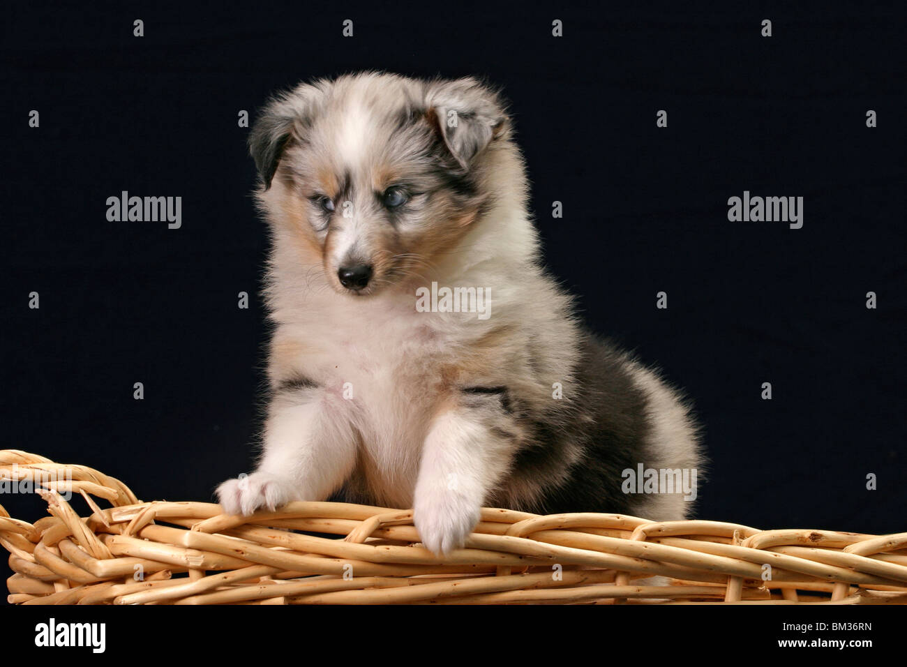 Blue Merle Sheltie Welpe / Sheltie Puppy Stock Photo - Alamy