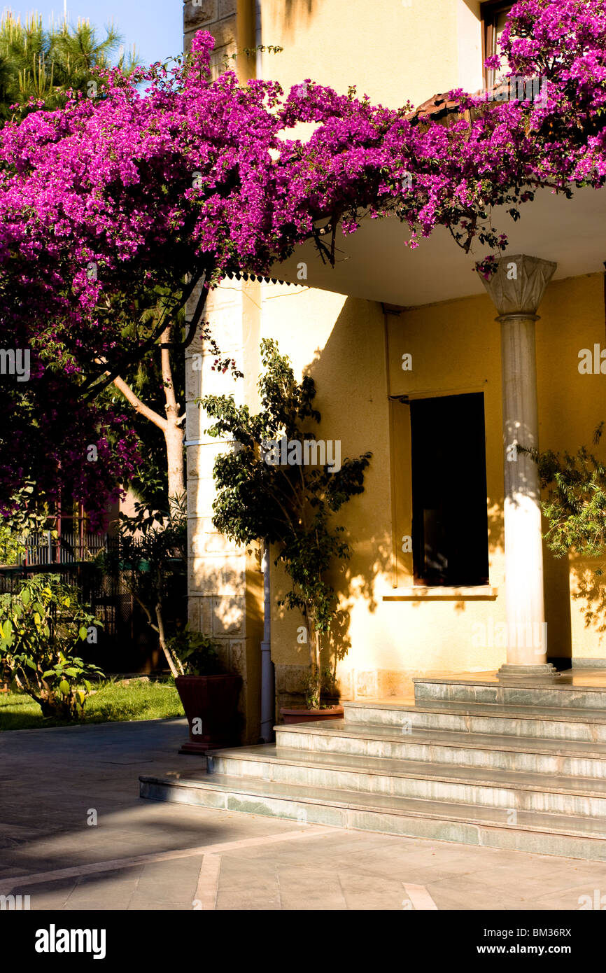 Bougainvillea outside a museum building in Alanya, Turkey Stock Photo ...