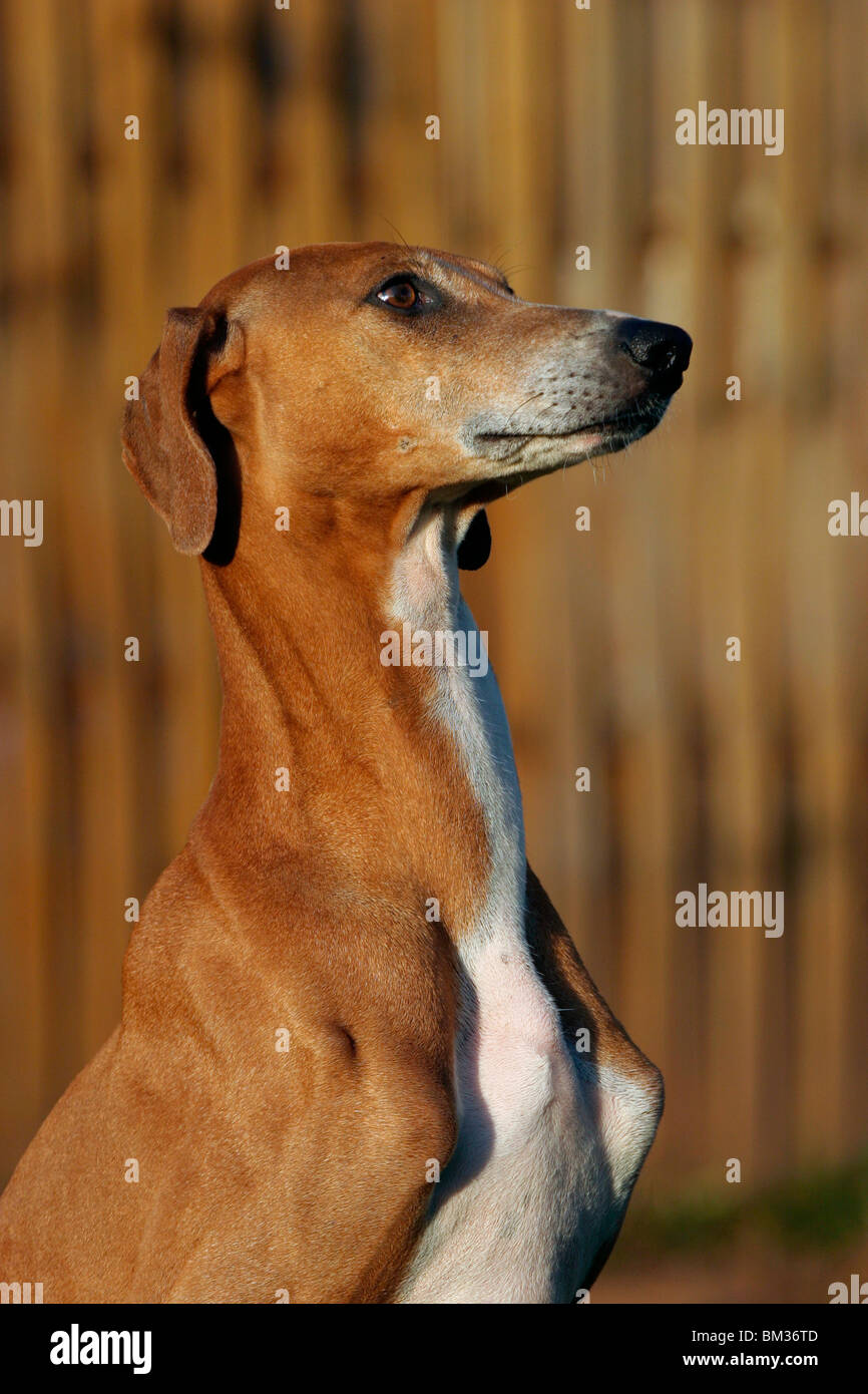 An african sighthound portrait of adult hi-res stock photography and ...