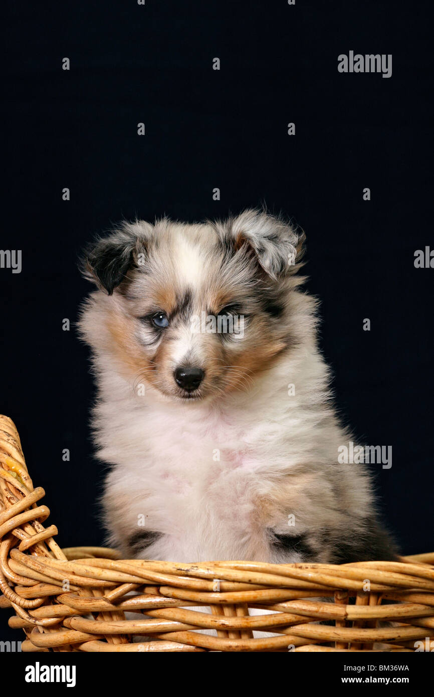 Blue Merle Sheltie Welpe / Sheltie Puppy Stock Photo - Alamy