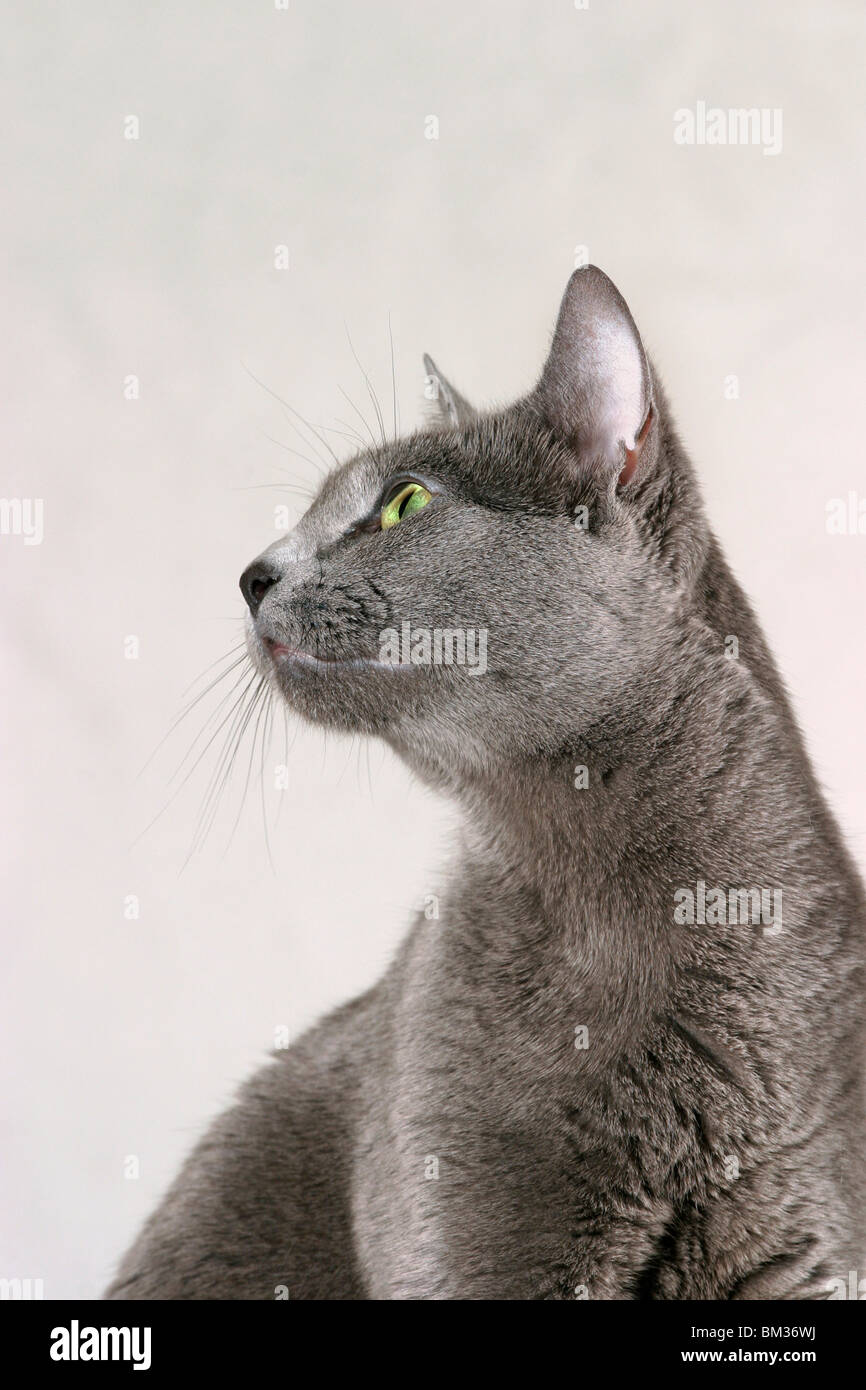 Russisch Blau / Russian Blue Portrait Stock Photo - Alamy