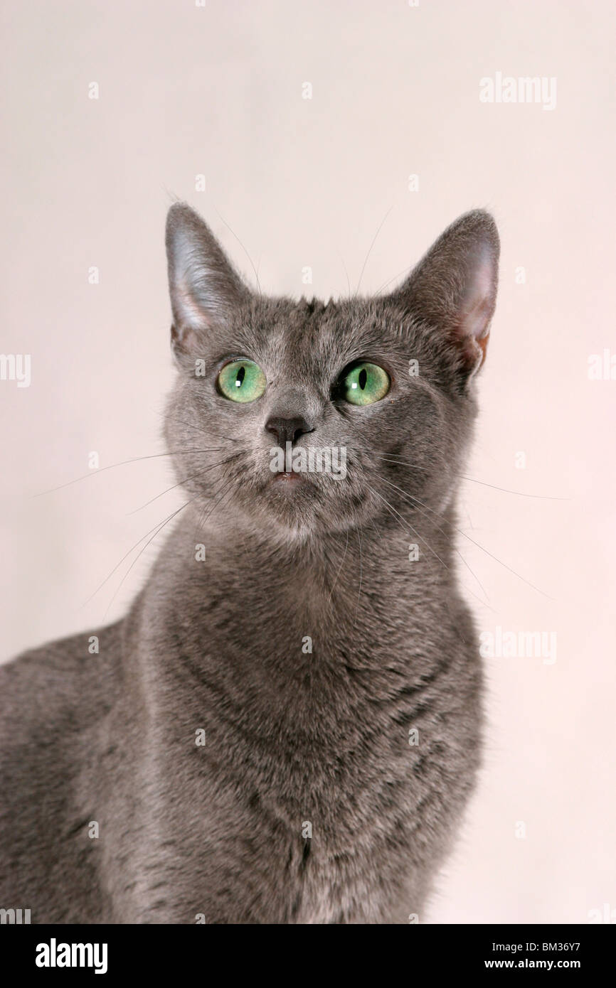 Russisch Blau im Portrait / Russian Blue Portrait Stock Photo - Alamy