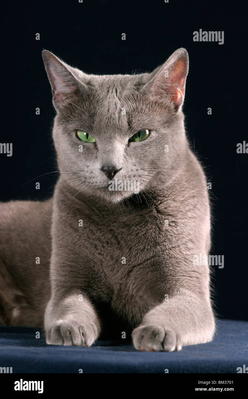 Russisch hi-res stock photography and images - Alamy