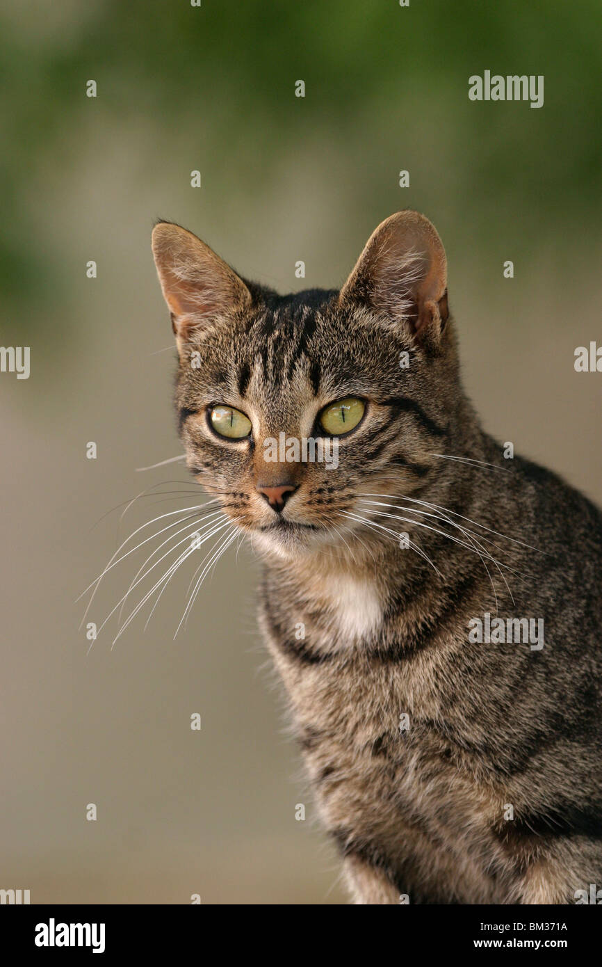 Katze / Cat Portrait Stock Photo - Alamy