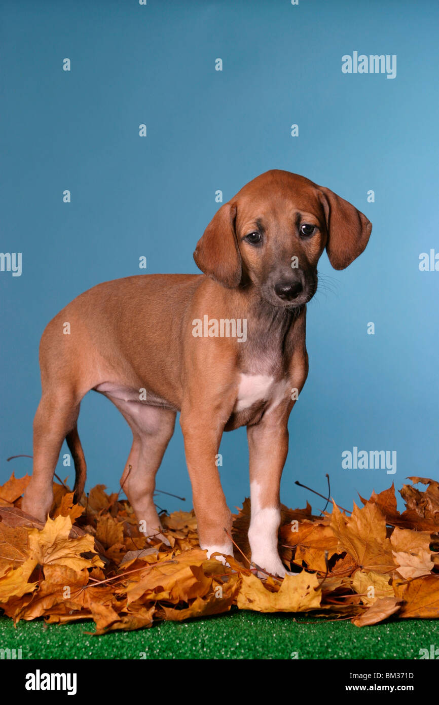 Azawakhs High Resolution Stock Photography and Images - Alamy