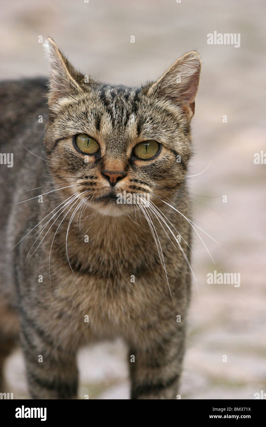Katze / Cat Portrait Stock Photo - Alamy