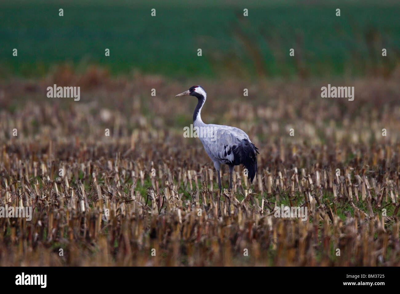 European crane hi-res stock photography and images - Alamy