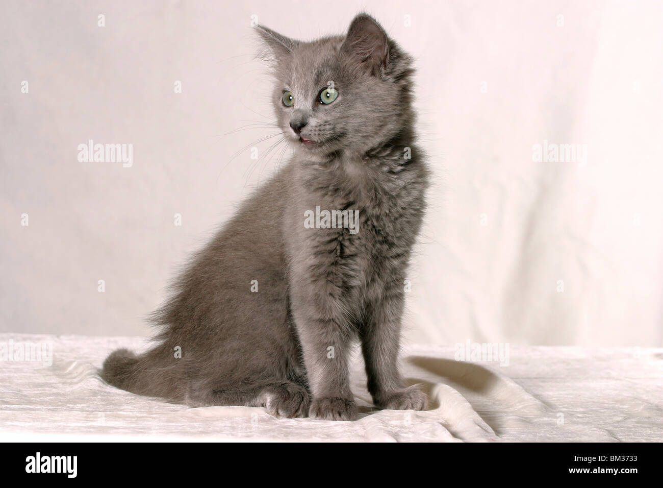 Nebelungkätzchen / nebelung kitty Stock Photo - Alamy