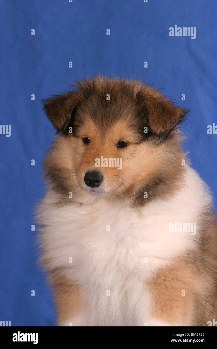 Collie Welpe Portrait / Collie Puppy Stock Photo - Alamy