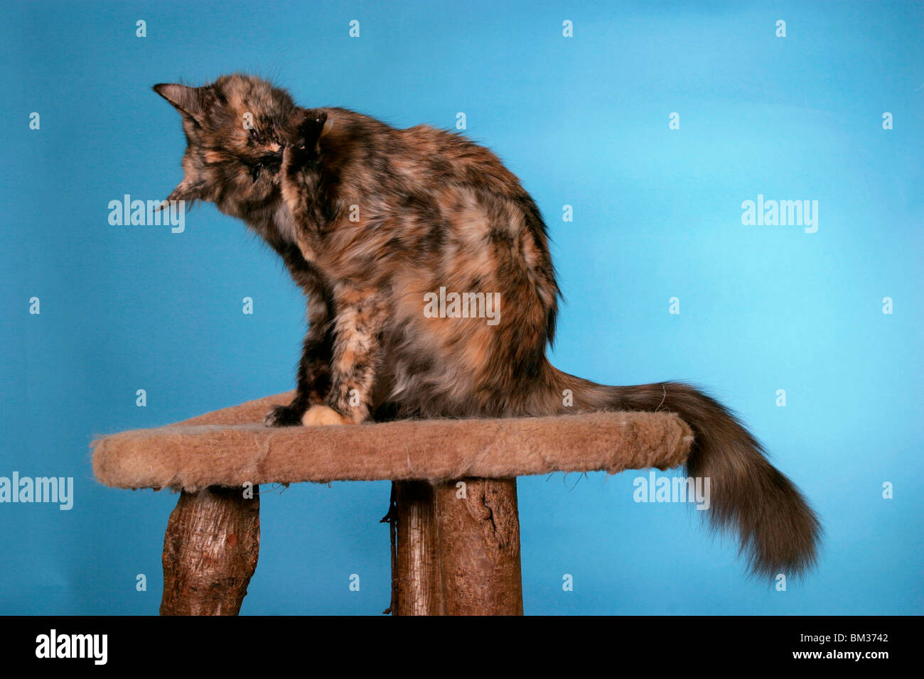 Angorakatze hi-res stock photography and images - Alamy