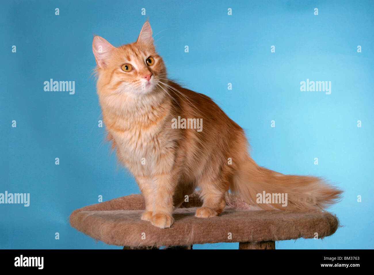 Angorakatze hi-res stock photography and images - Alamy