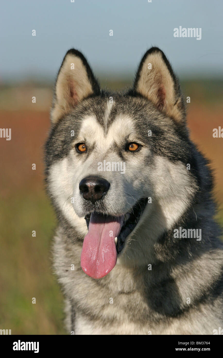 Sibirien Husky Portrait Stock Photo - Alamy