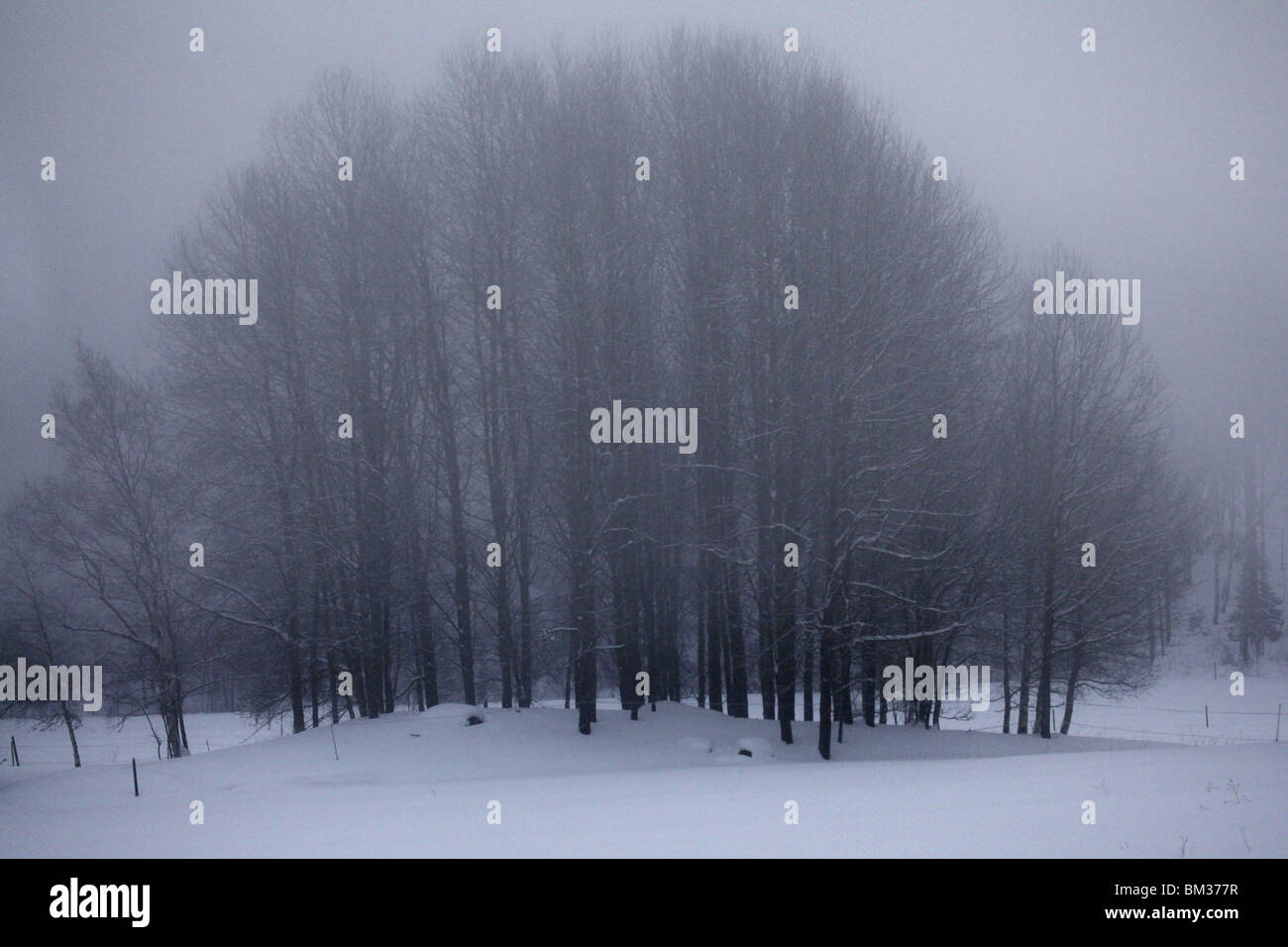 Spooky trees hi-res stock photography and images - Alamy
